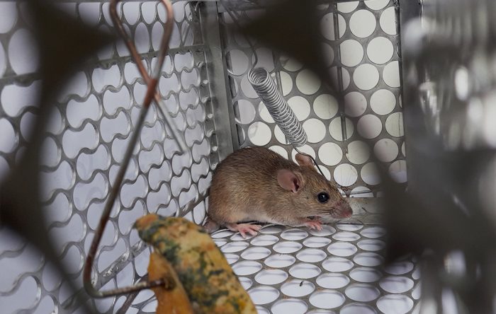 4 Cara mudah membasmi tikus di rumah - PT IKARI Shodoku Indonesia