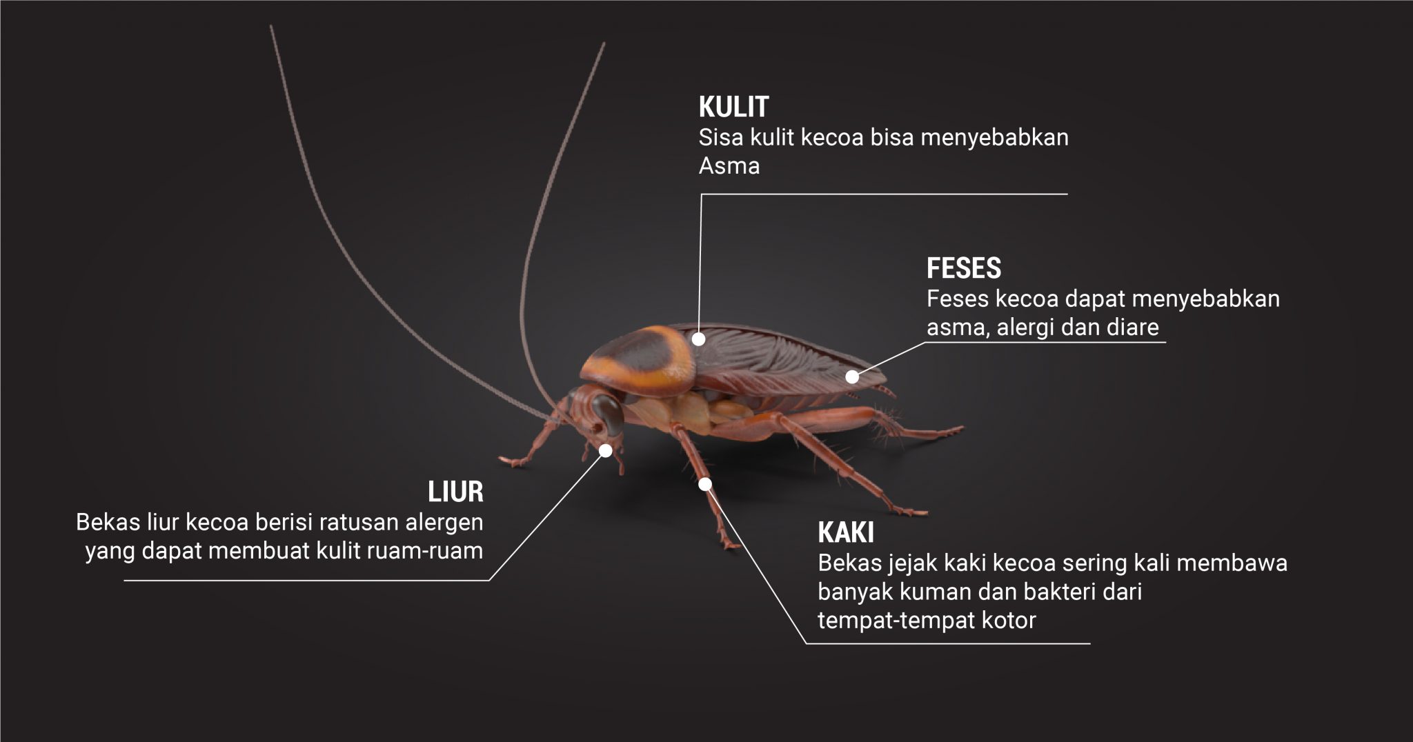 Bahaya Kecoa Bagi Kesehatan - PT IKARI Shodoku Indonesia